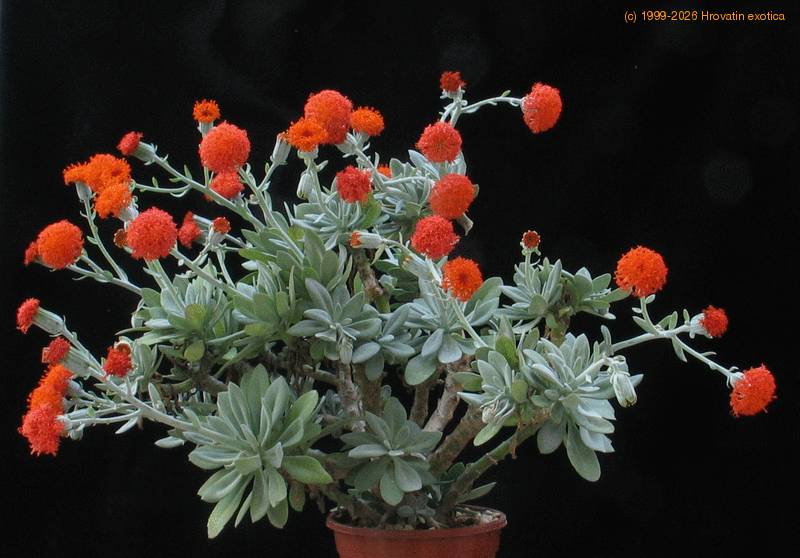 Senecio cephalophorus - Gorski grint - Kleinia cephalophora