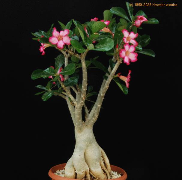 adenium obesum1 pp20107
