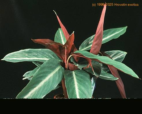Calathea sp. 1875
