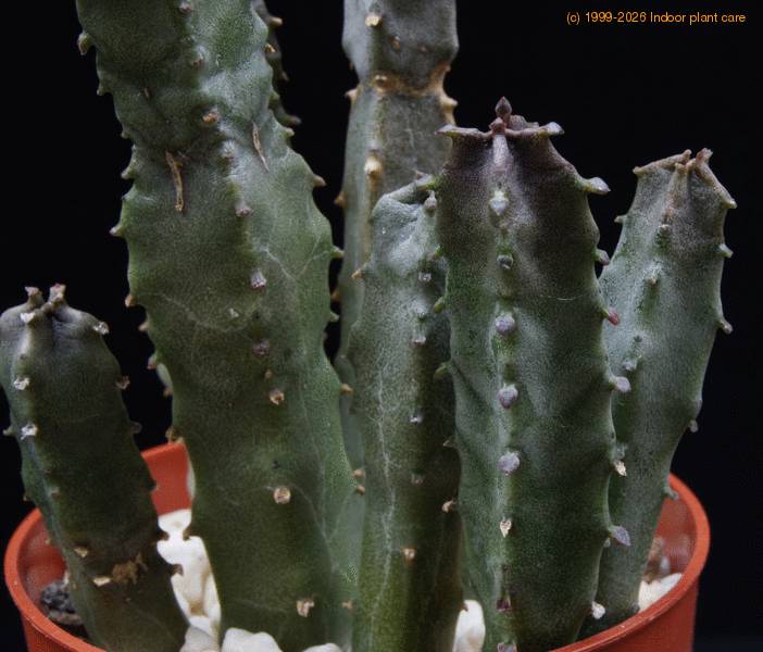 caralluma burchardii burchardii sib
