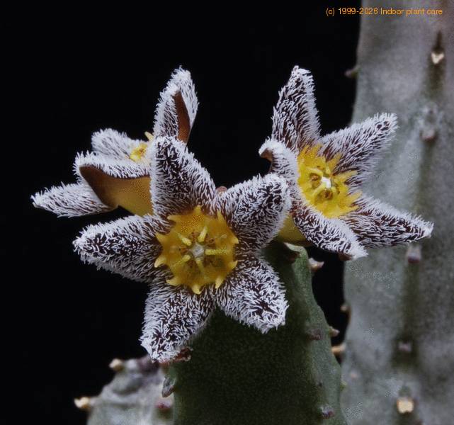 caralluma burchardii burchardii sif