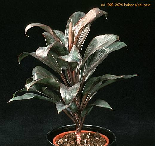 cordyline fruticosa compacta 1867