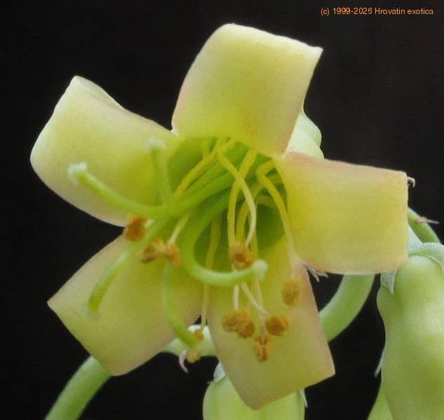 cotyledon octopus flower1