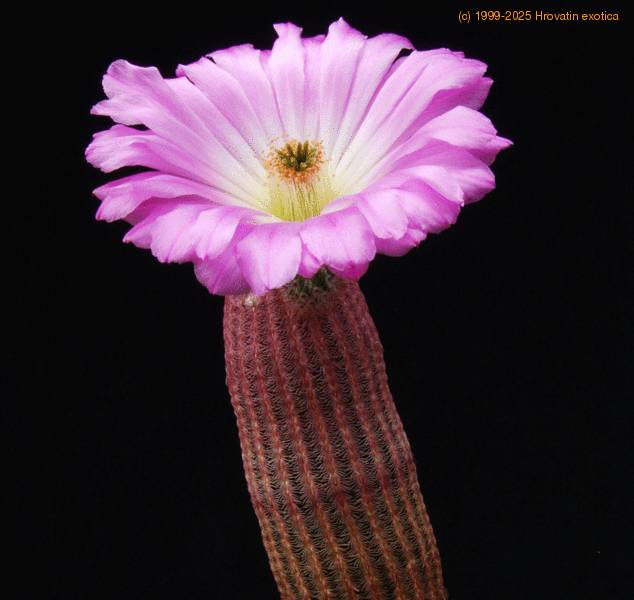 echinocereus rigidissimus seme