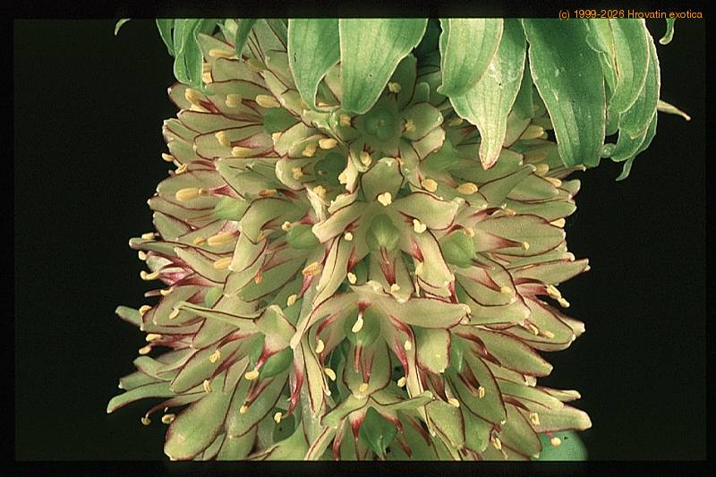 eucomis bicolor 1926