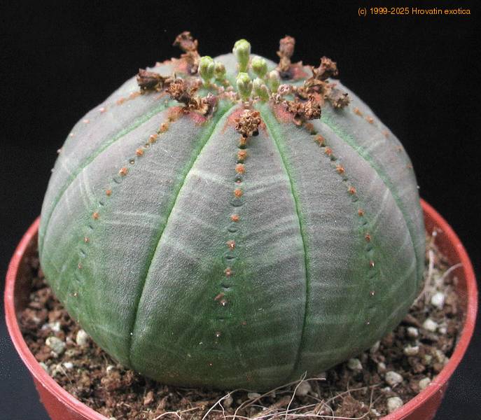 Euphorbia obesa
