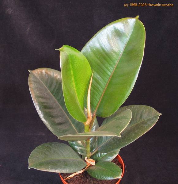 ficus elastica