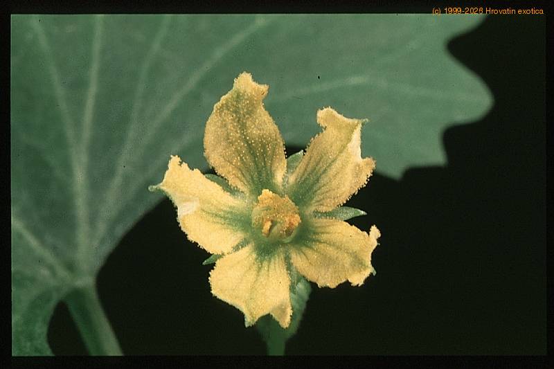 ibervillea sonorensis 1667