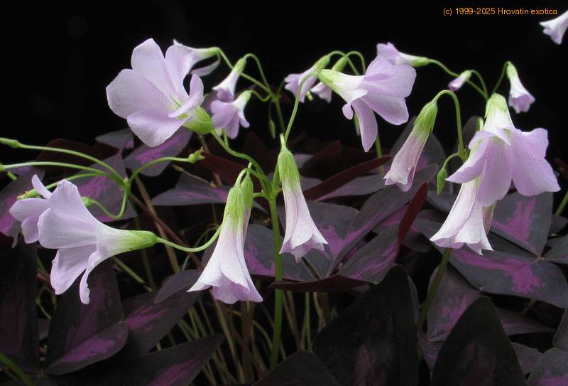 oxalis triangularis 1