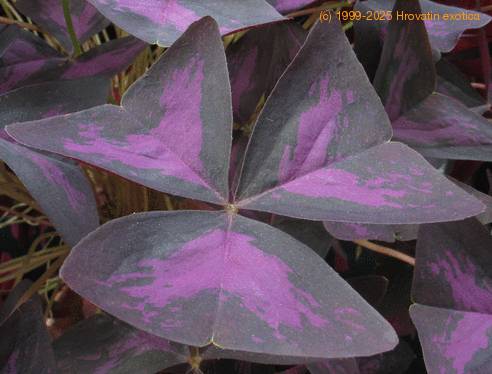 Oxalis triangularis 5