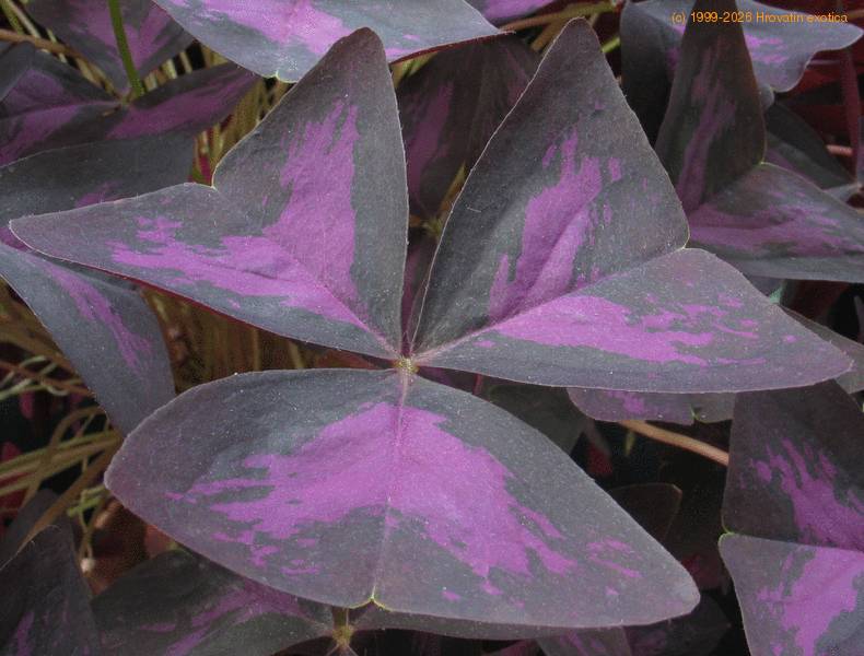 oxalis triangularis 5