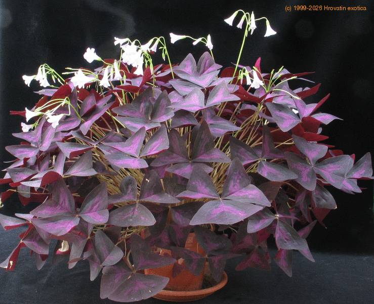 oxalis triangularis sib