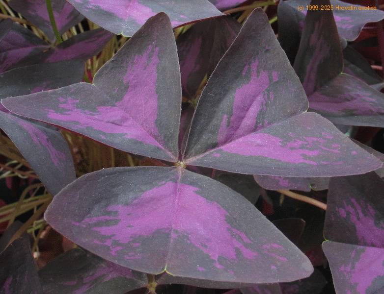 oxalis triangularis sil