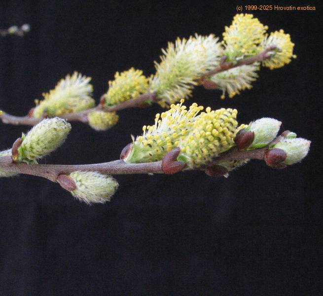 salix repens1 sif
