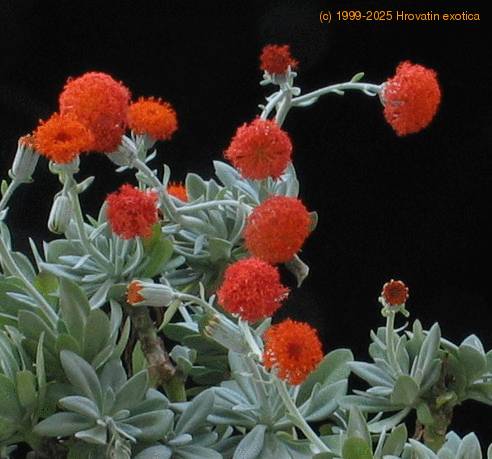 Senecio cephalophorus 1 1