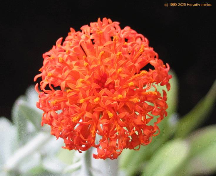 senecio cephalophorus 1