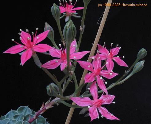 Tacitus bellus socvetje